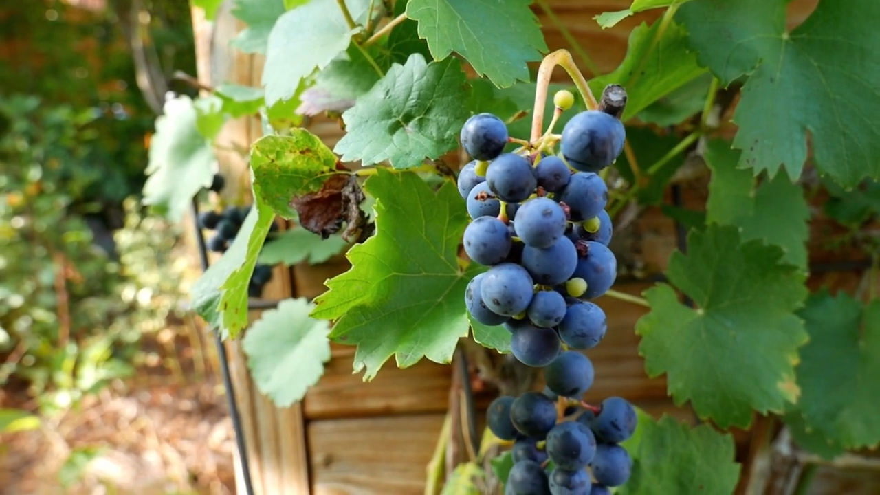 Kako se sadi vinova loza - Najbolje vreme za sadnju i priprema zemljišta