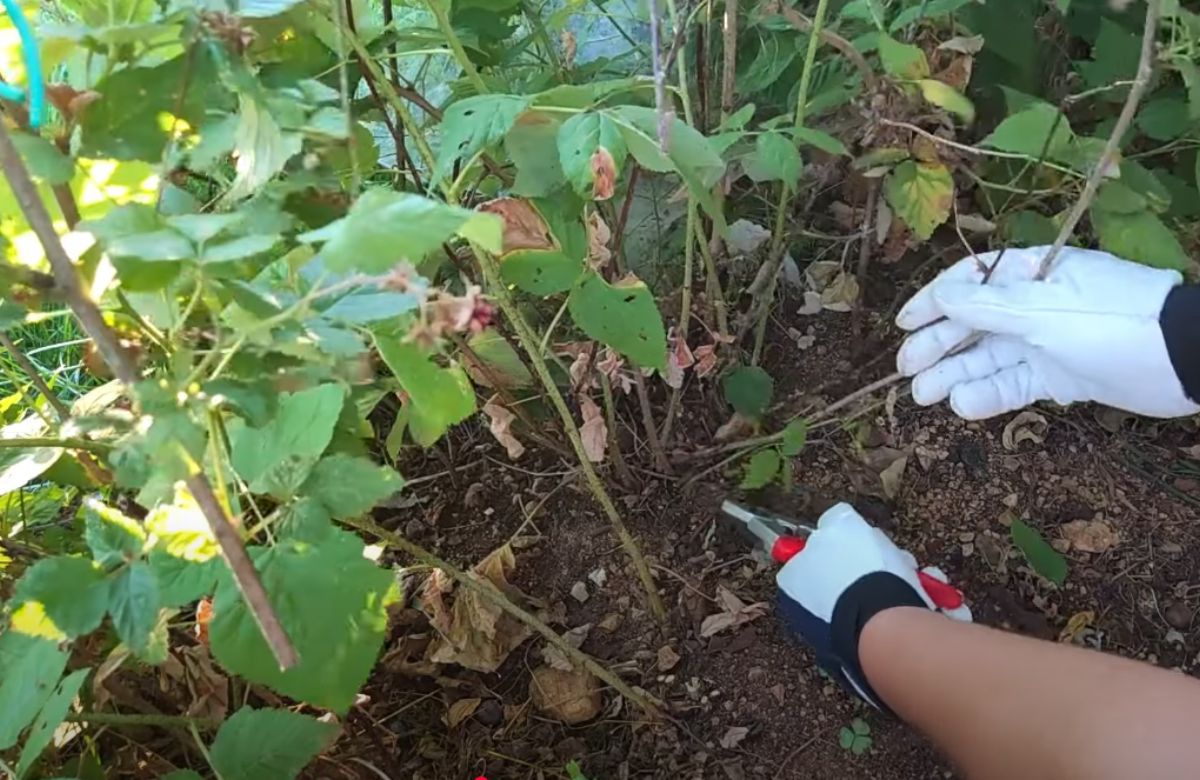 Sadnja maline – Kada, kako i gde zasaditi za najbolji rast?