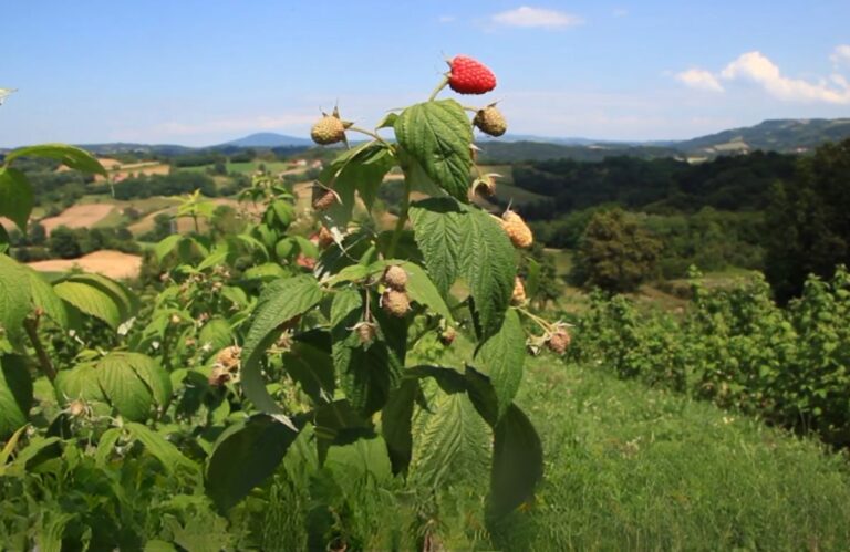 Sadnja maline – Kada, kako i gde zasaditi za najbolji rast?